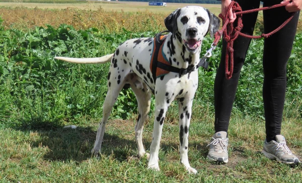 Adopter un dalmatien plutôt qu'un autre chien - quatrepattessousuntoit.fr