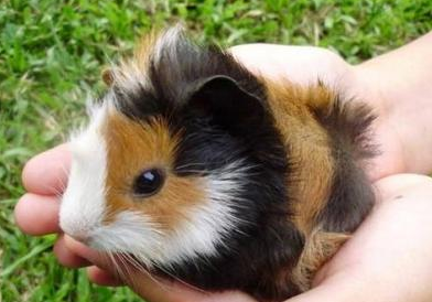 Animal de compagnie pour enfant : lequel choisir ...